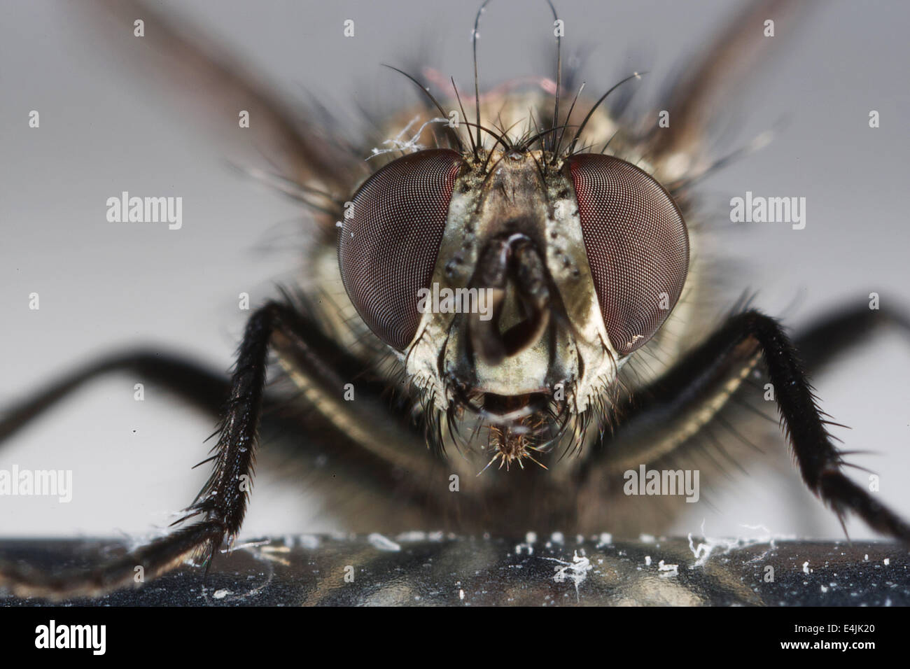 Bugeye hi-res stock photography and images - Alamy