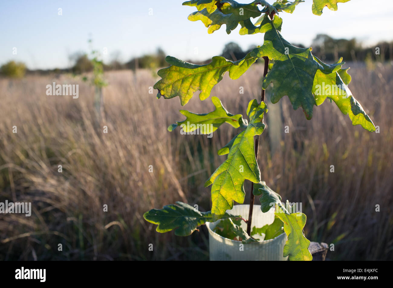 Young oak tree in a new community woodland in Lincolnshire Stock Photo ...