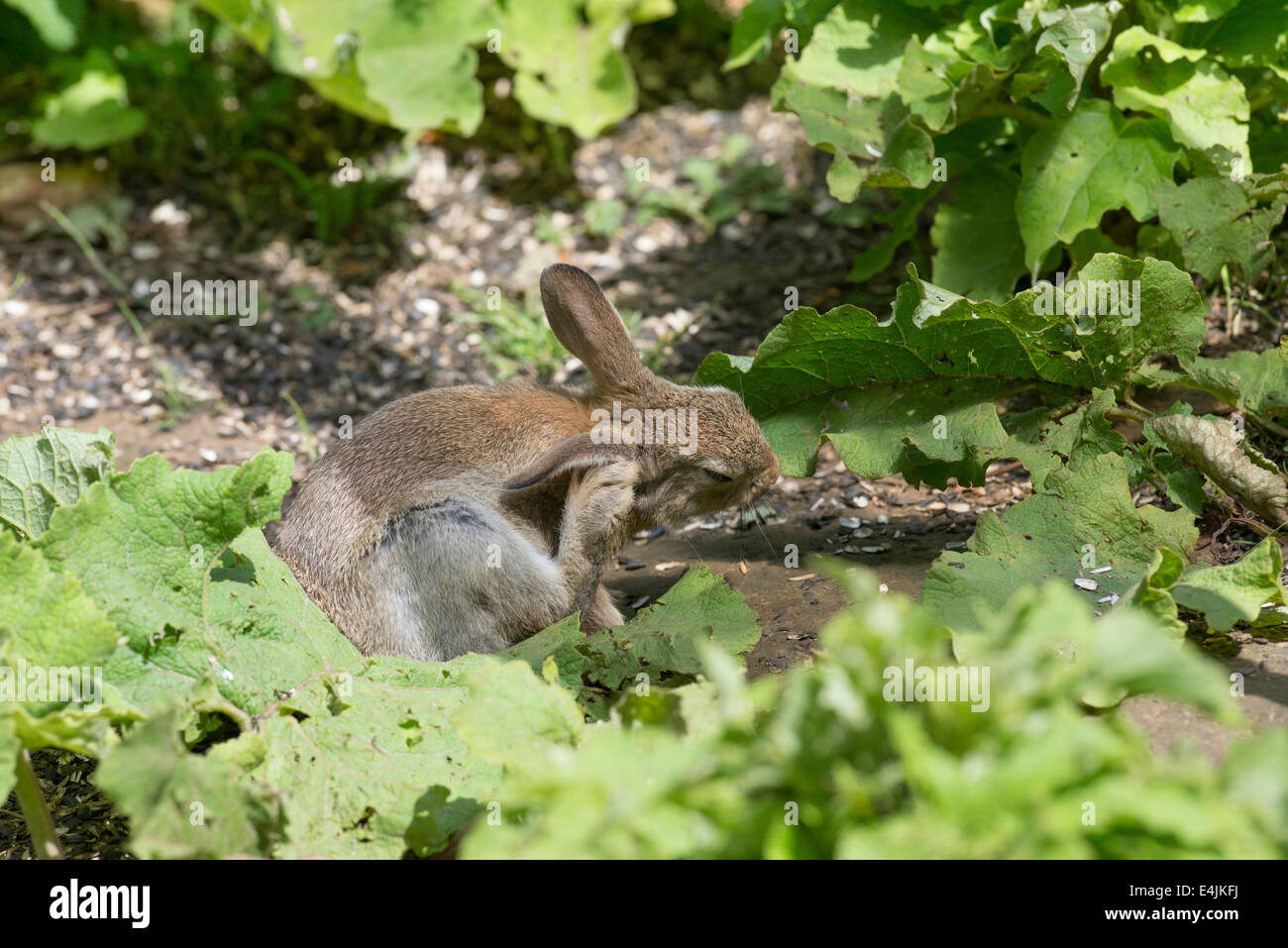 Young and wild hi-res stock photography and images - Alamy