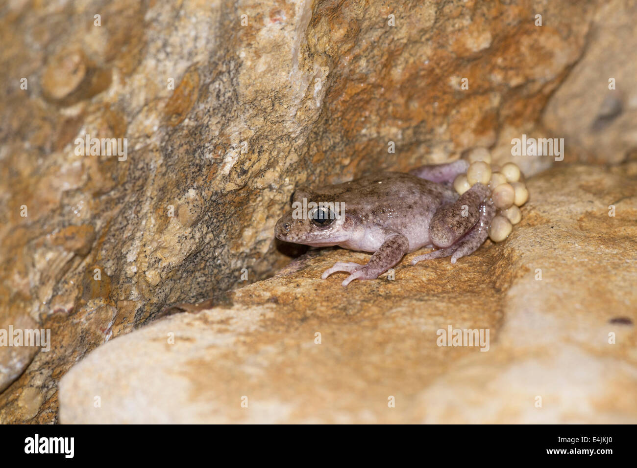 Midwife toad tadpoles hi-res stock photography and images - Alamy