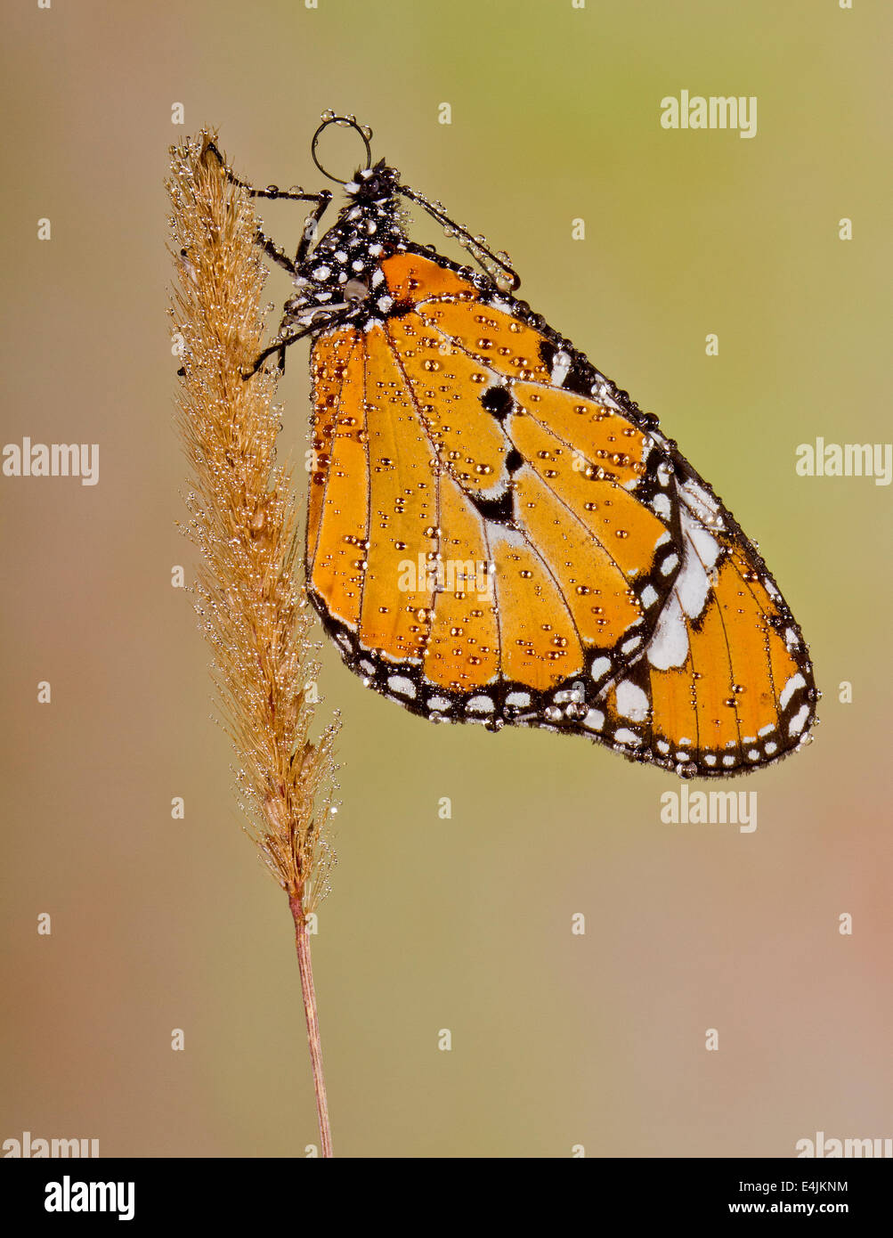 Raindrop butterfly hi-res stock photography and images - Alamy