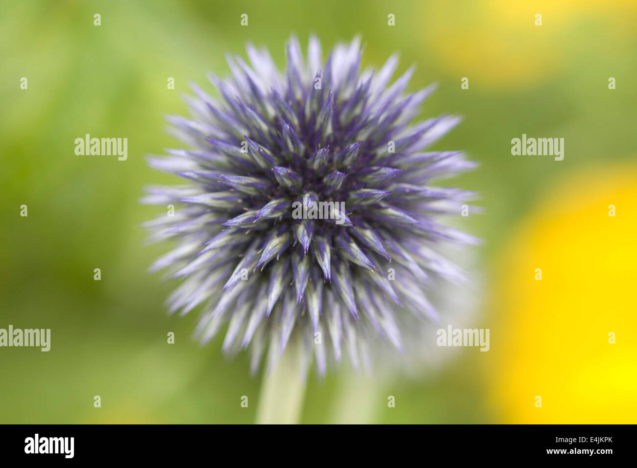 Echinops ritro veitchs (globe thistle) flower in an English garden ...