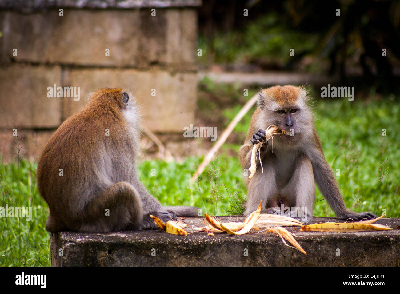 Adult macaque monkey sitting eating fruit on a stone wall with a green ...