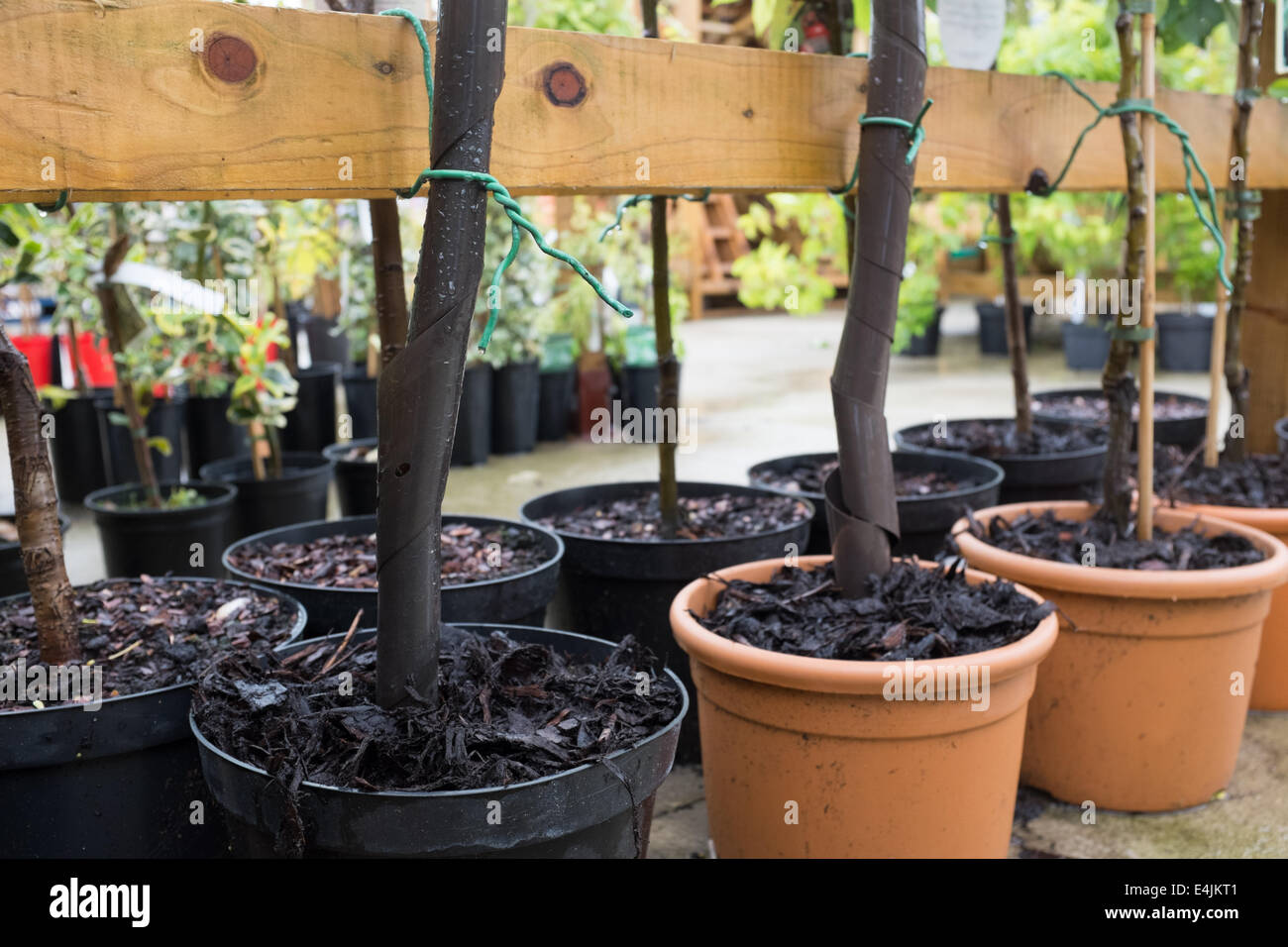 Trees for sale in a garden centre Stock Photo - Alamy