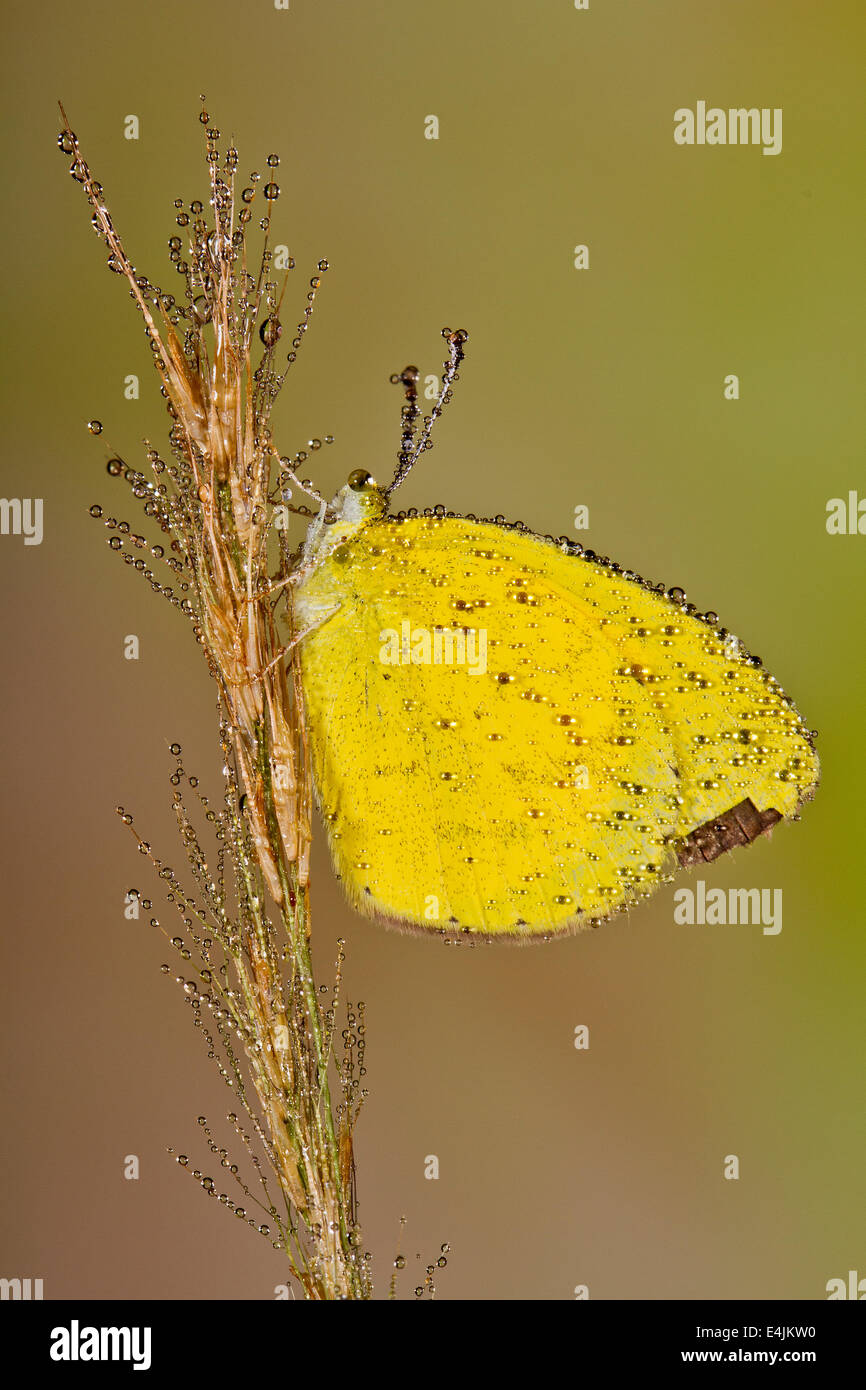 Raindrop butterfly hi-res stock photography and images - Alamy