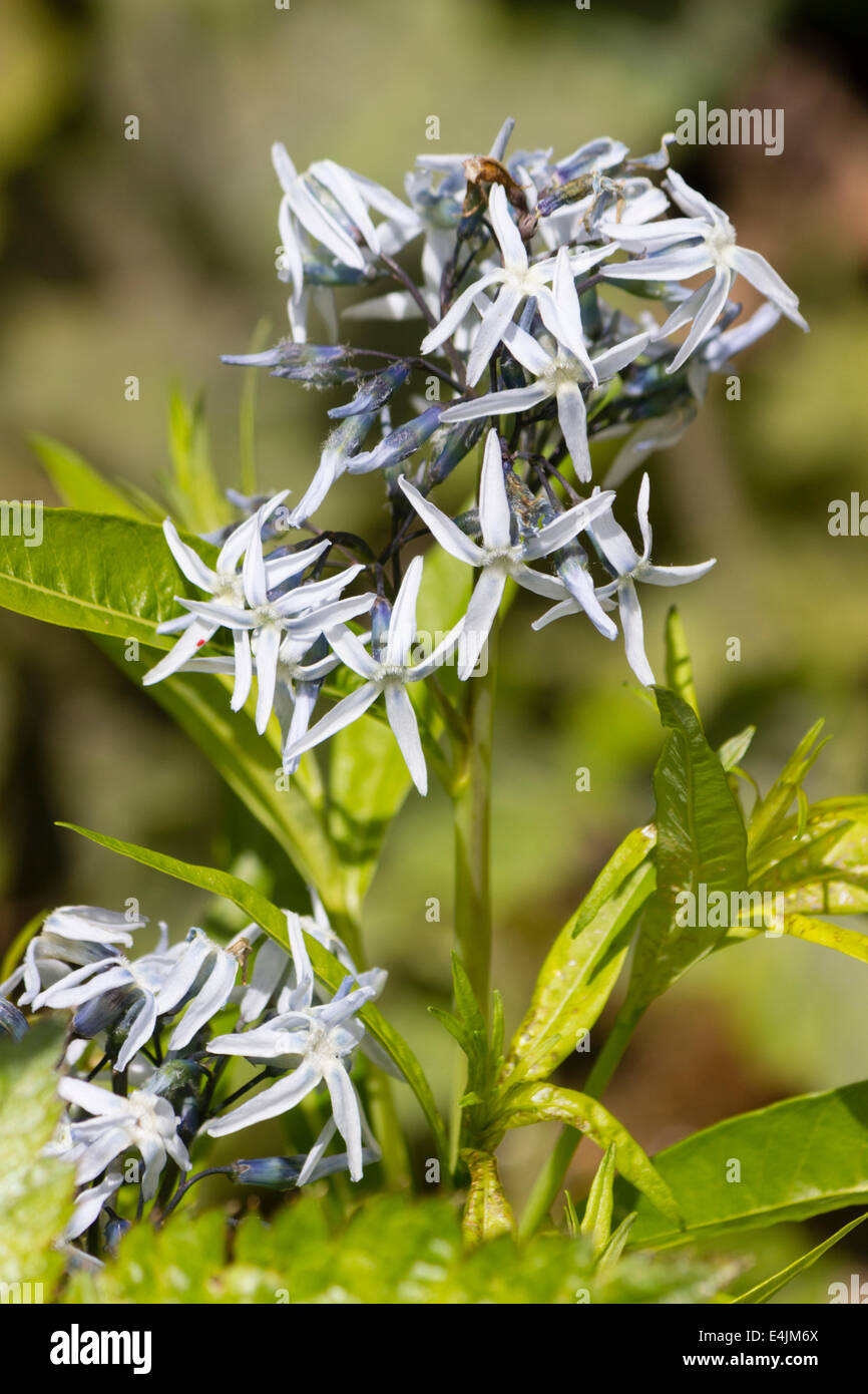 Blue gray flowers of the perennial Ozark blue star, Amsonia illustris ...
