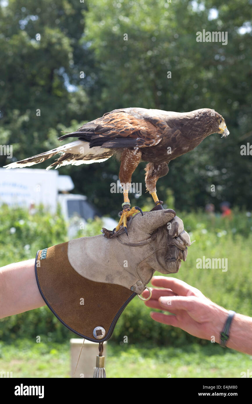 Falconry At Tewkesbury medieval show Stock Photo - Alamy