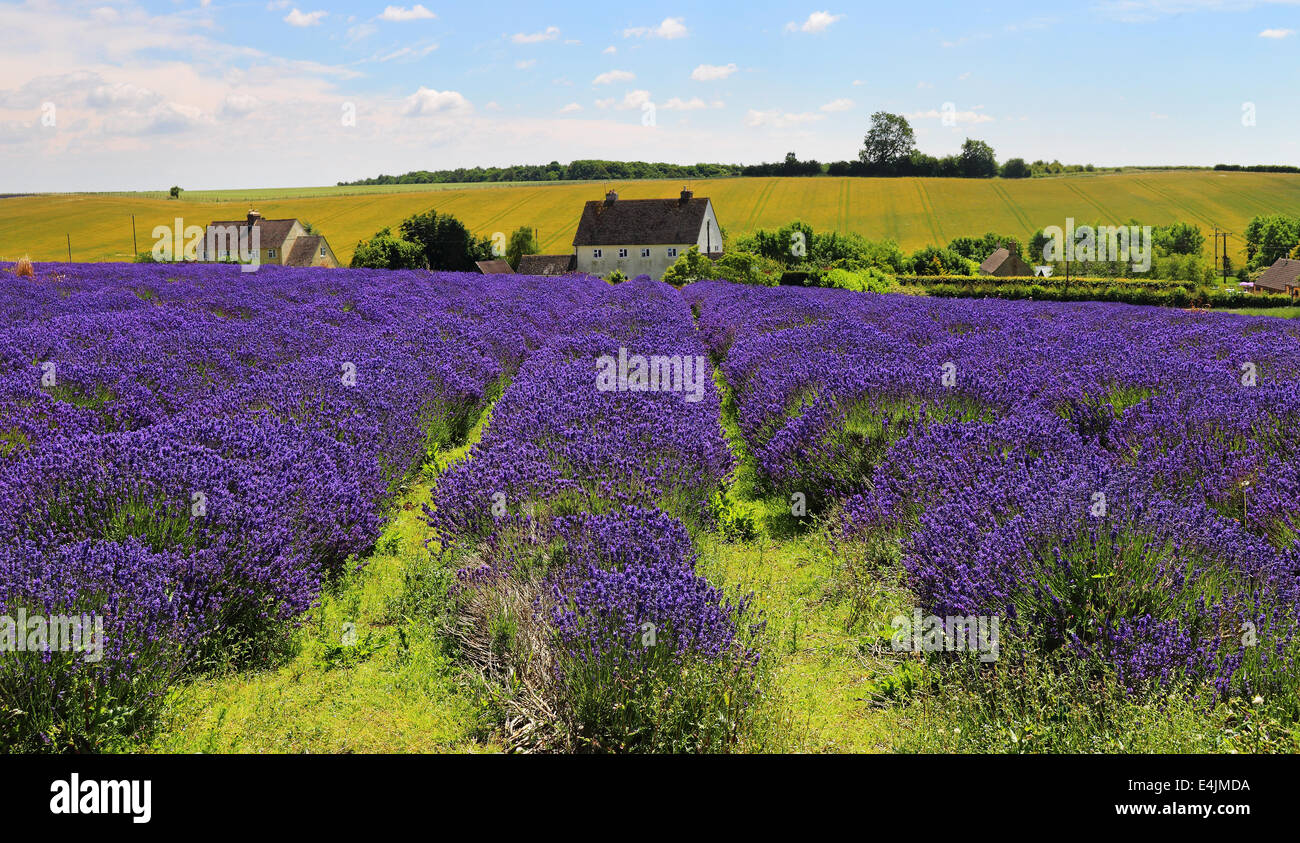 Cotswold lavender fields hi-res stock photography and images - Alamy
