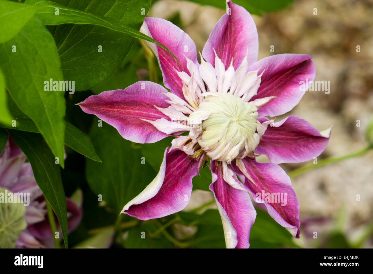 Flower of the hardy climber, Clematis 'Josephine' Stock Photo - Alamy