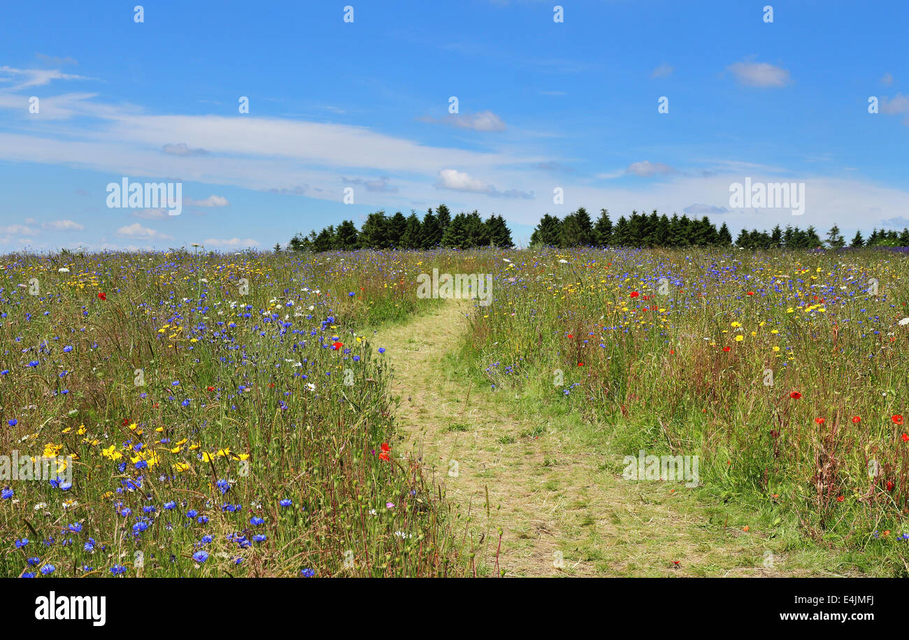 English wildflower meadow hi-res stock photography and images - Alamy