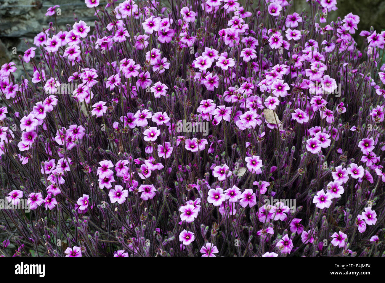 Monocarpic flower hi-res stock photography and images - Alamy