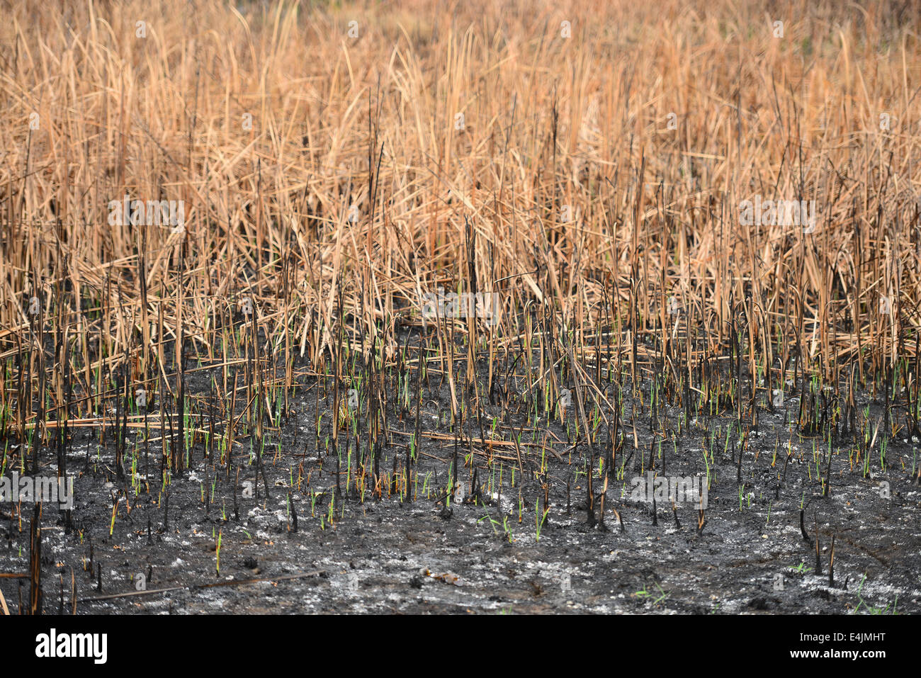 New life after fire Stock Photo - Alamy