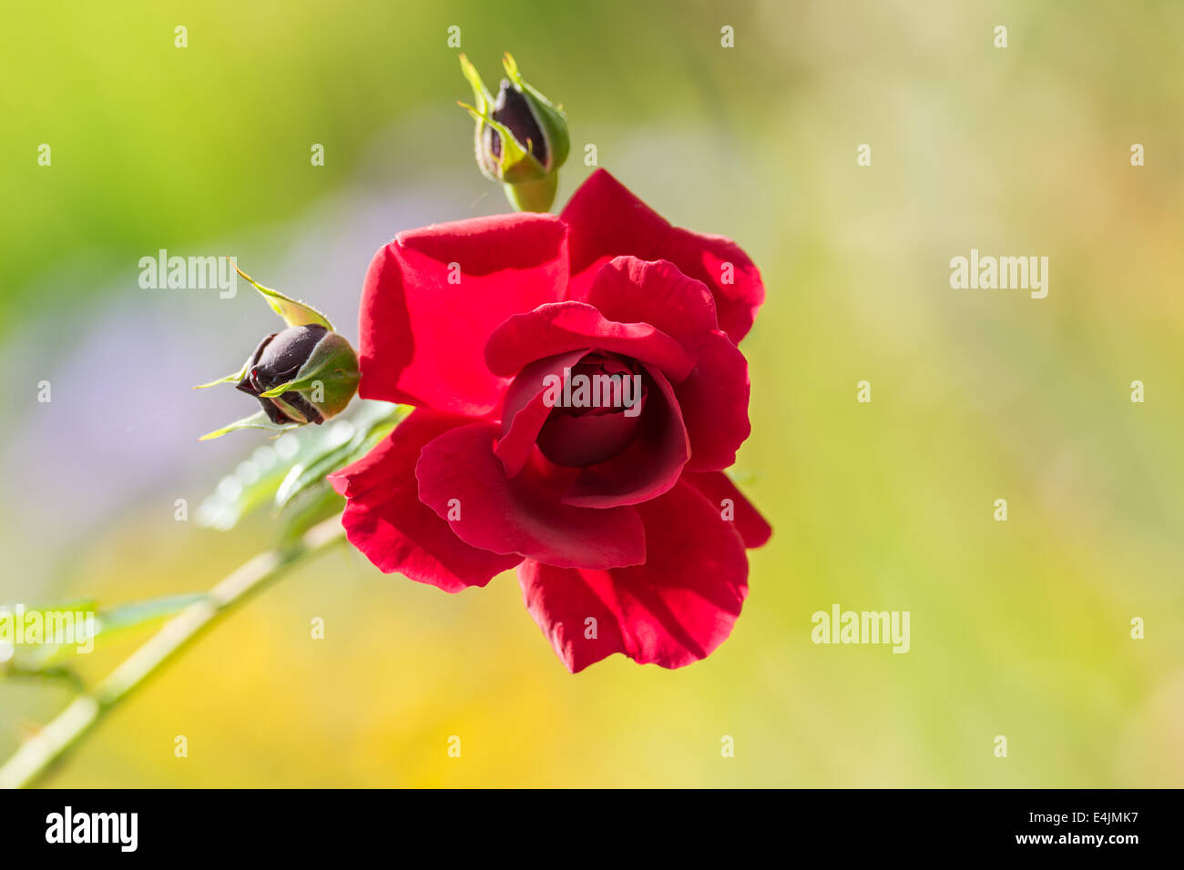 Beautiful Red Rose Close Up Stock Photo - Alamy