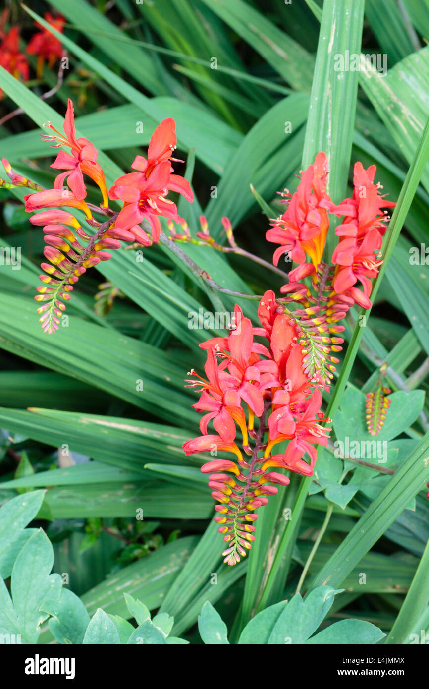 Crocosmia lucifer hi-res stock photography and images - Alamy