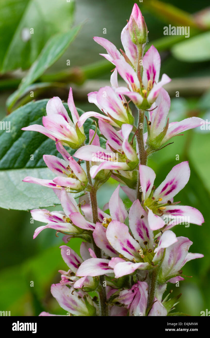 Close up of flowers of Francoa sonchifolia Stock Photo - Alamy
