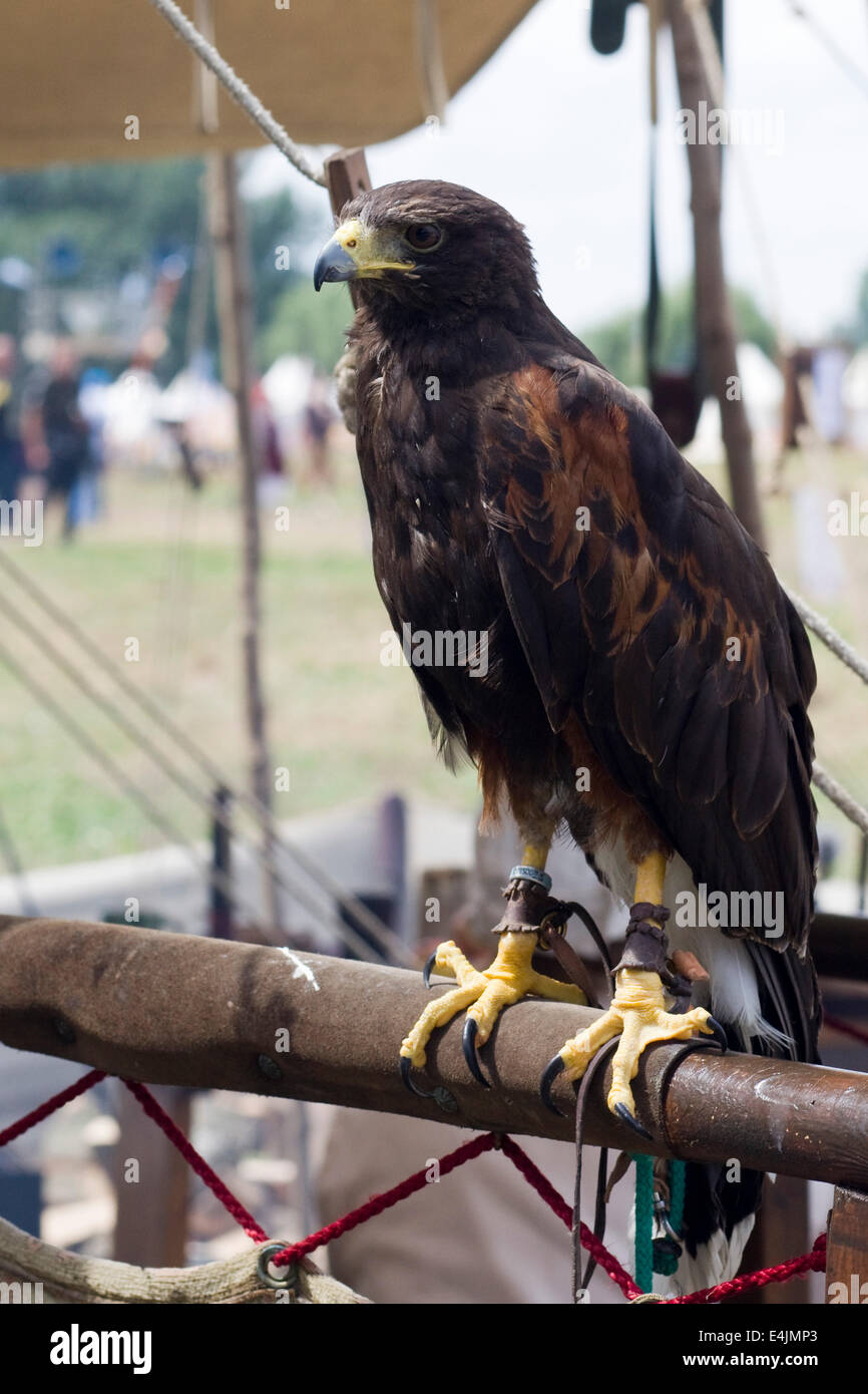 Falconry At Tewkesbury medieval show Stock Photo - Alamy