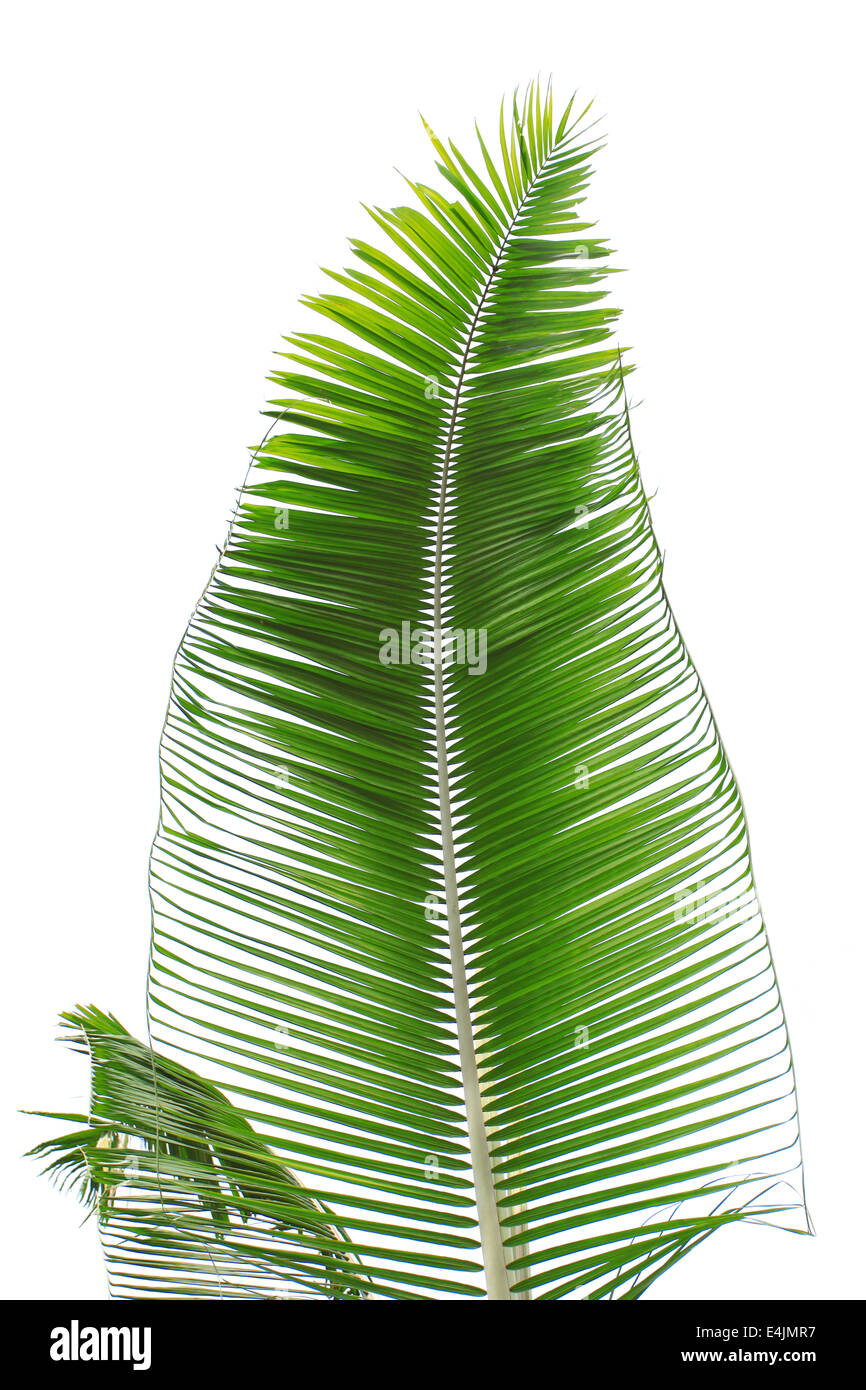 Palm frond hanging hi-res stock photography and images - Alamy