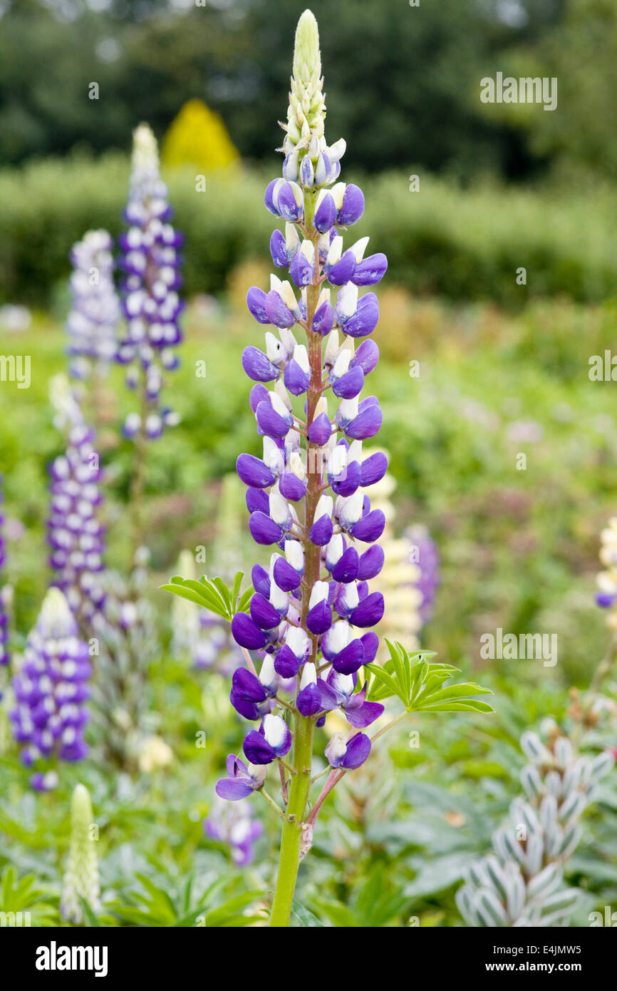 Lupinus. Purple hybrid. Lupin flowers Stock Photo - Alamy