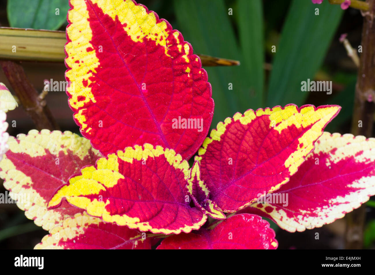 Coleus (solenostemon) ‘trusty rusty’ hi-res stock photography and ...
