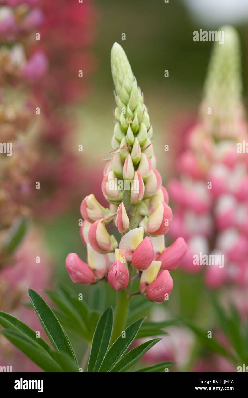 Lupin the chatelaine hi-res stock photography and images - Alamy