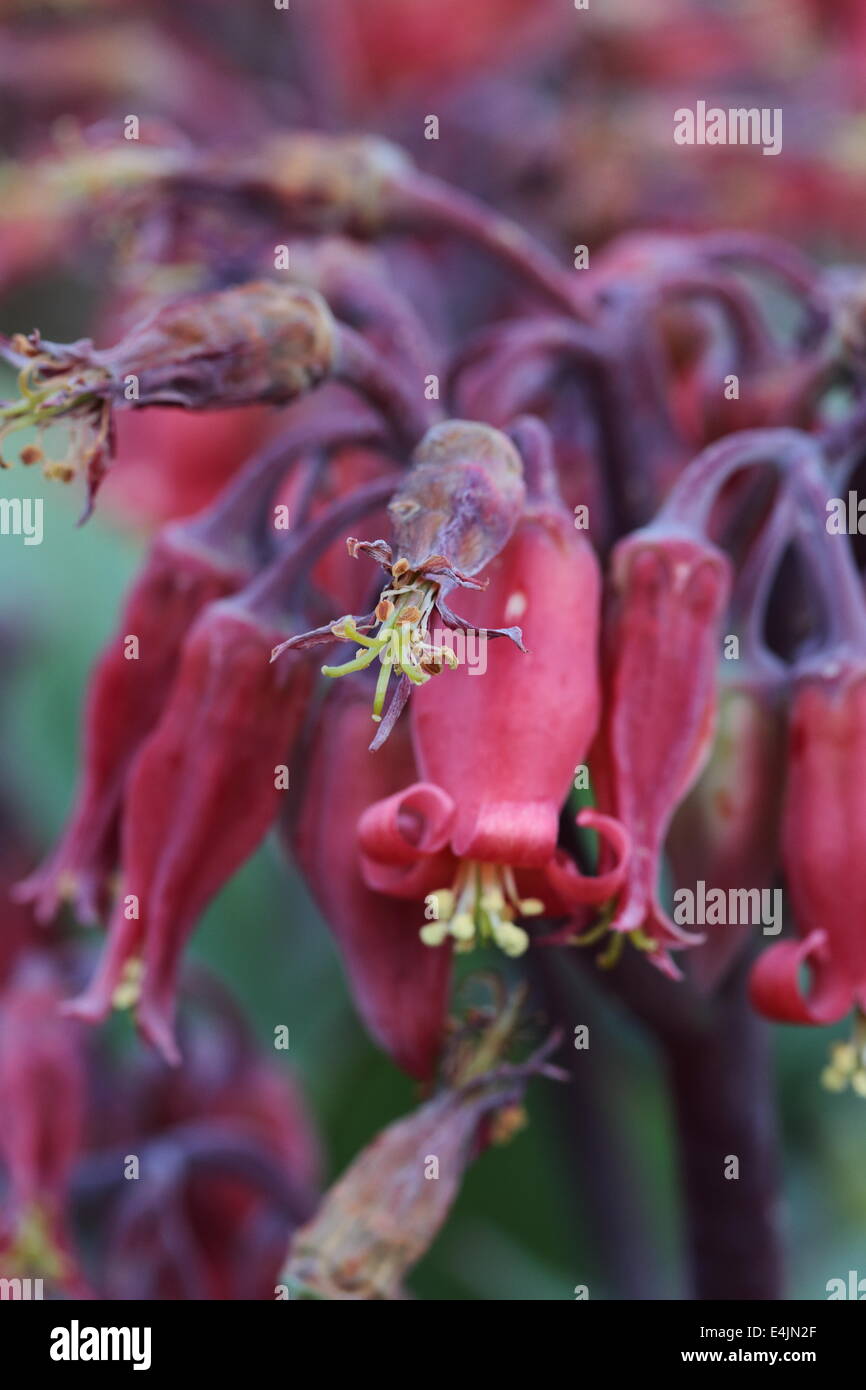 Pigs ears hi-res stock photography and images - Alamy