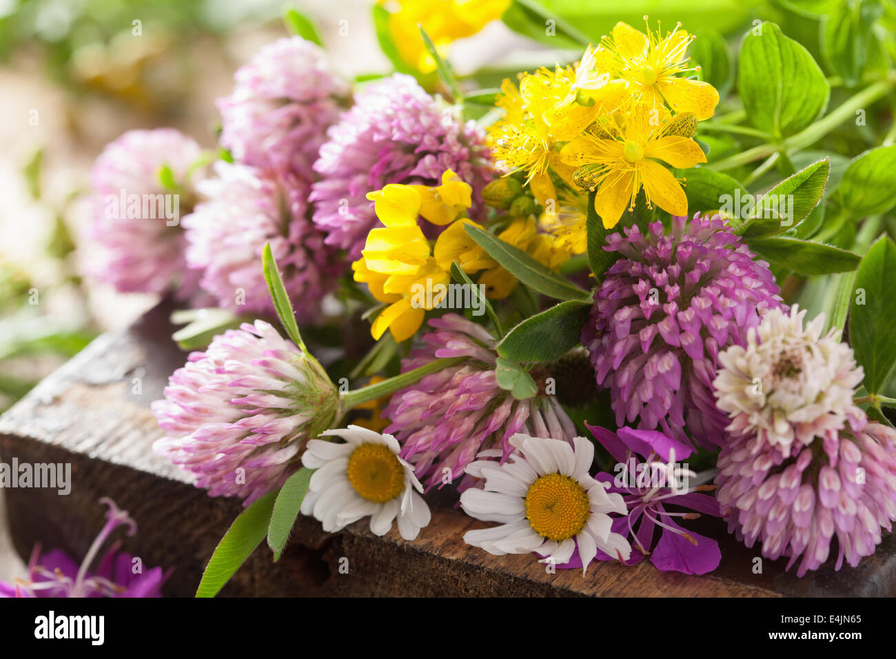 colorful medical flowers and herbs Stock Photo - Alamy