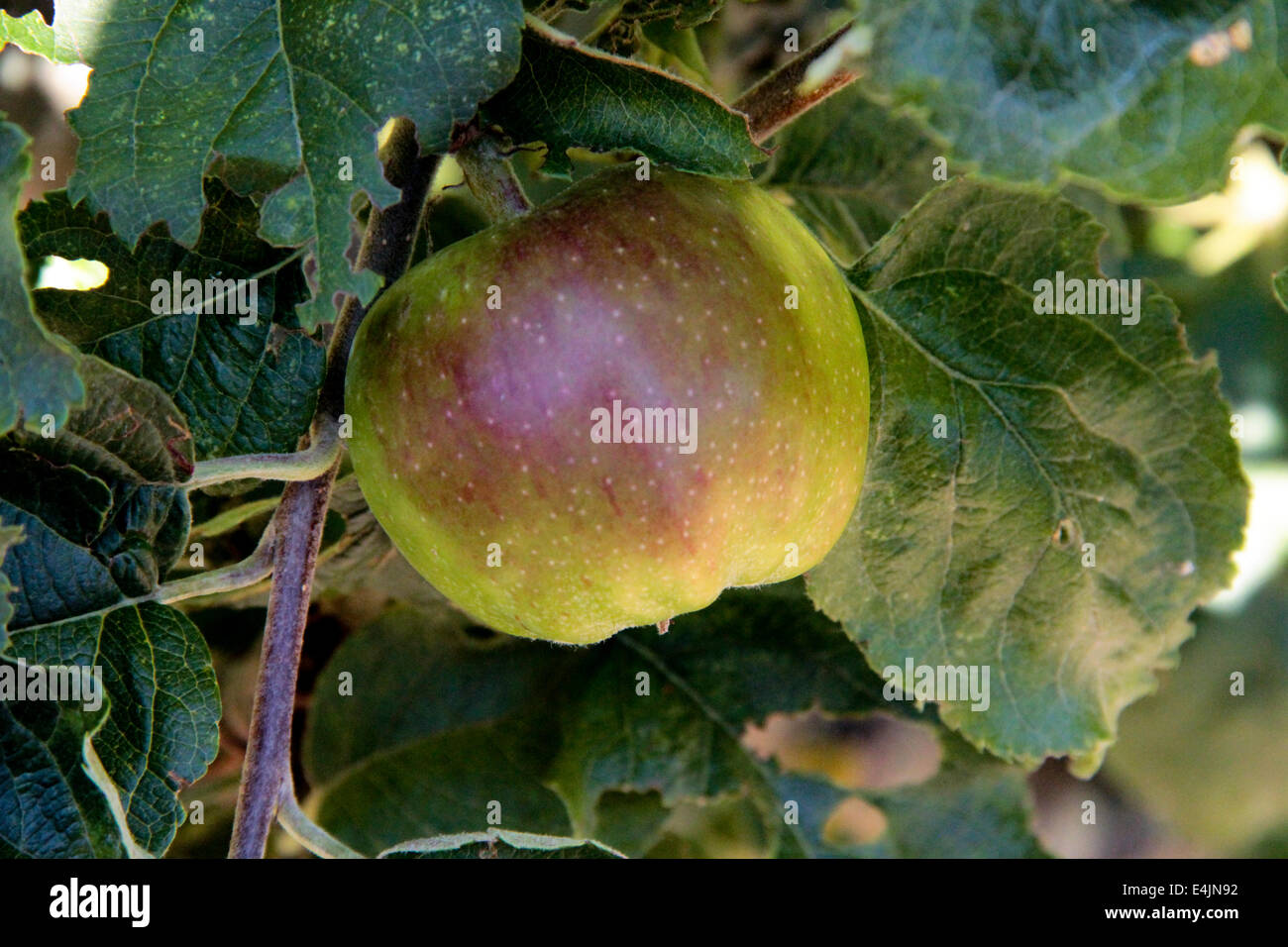 Norfolk Beefing Apple Stock Photo - Alamy