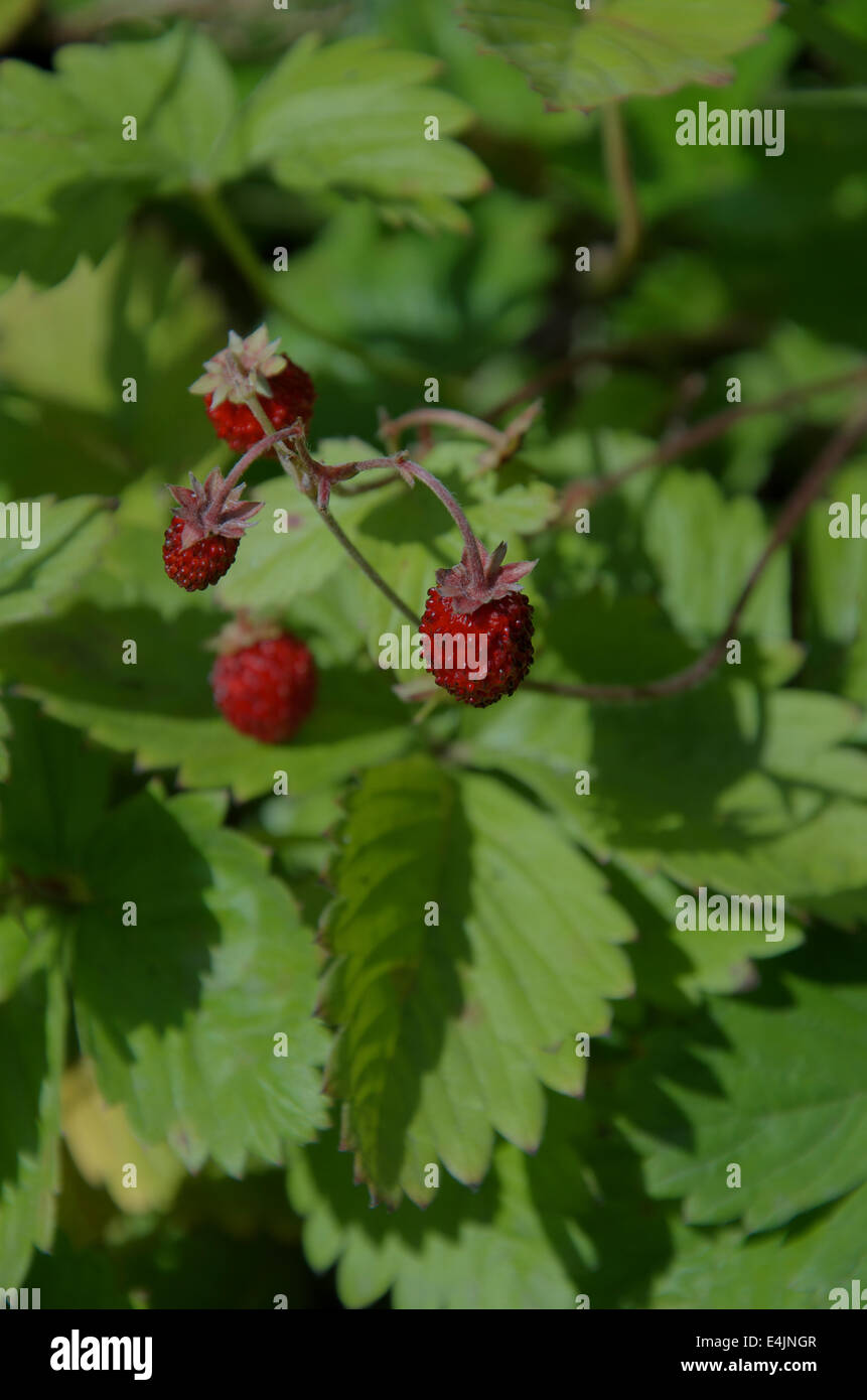 Fragaria vesca, the UK's wild strawberry Stock Photo - Alamy