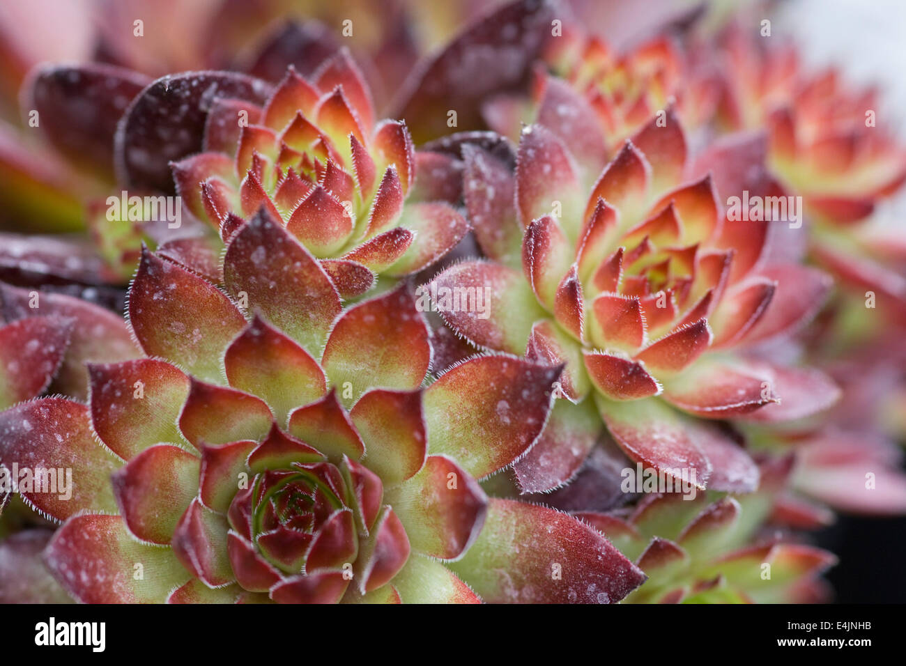Sempervivum 'red devil' plant leaf pattern Stock Photo - Alamy