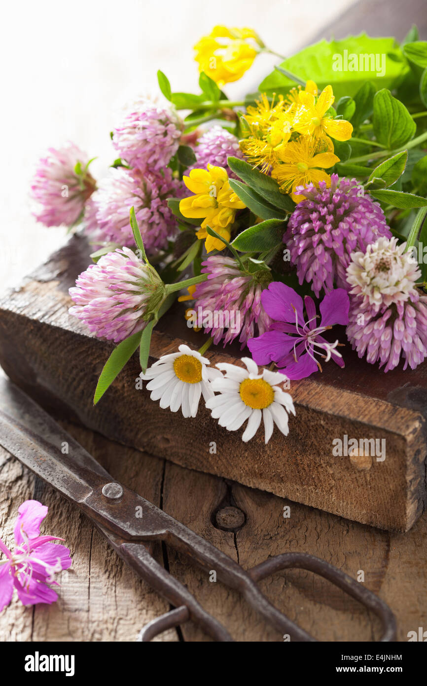 colorful medical flowers and herbs Stock Photo - Alamy