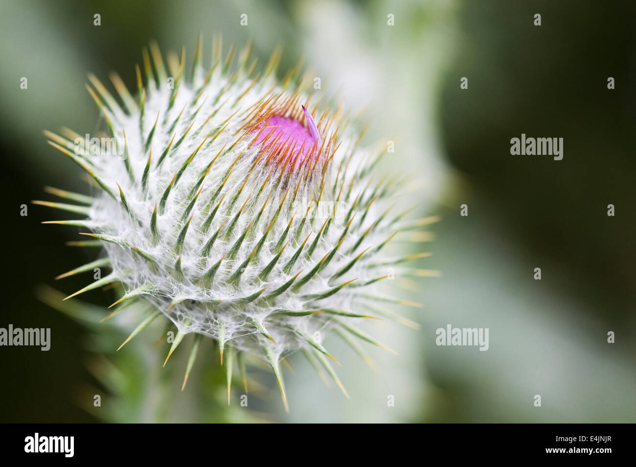 Spiny terminal head hi-res stock photography and images - Alamy