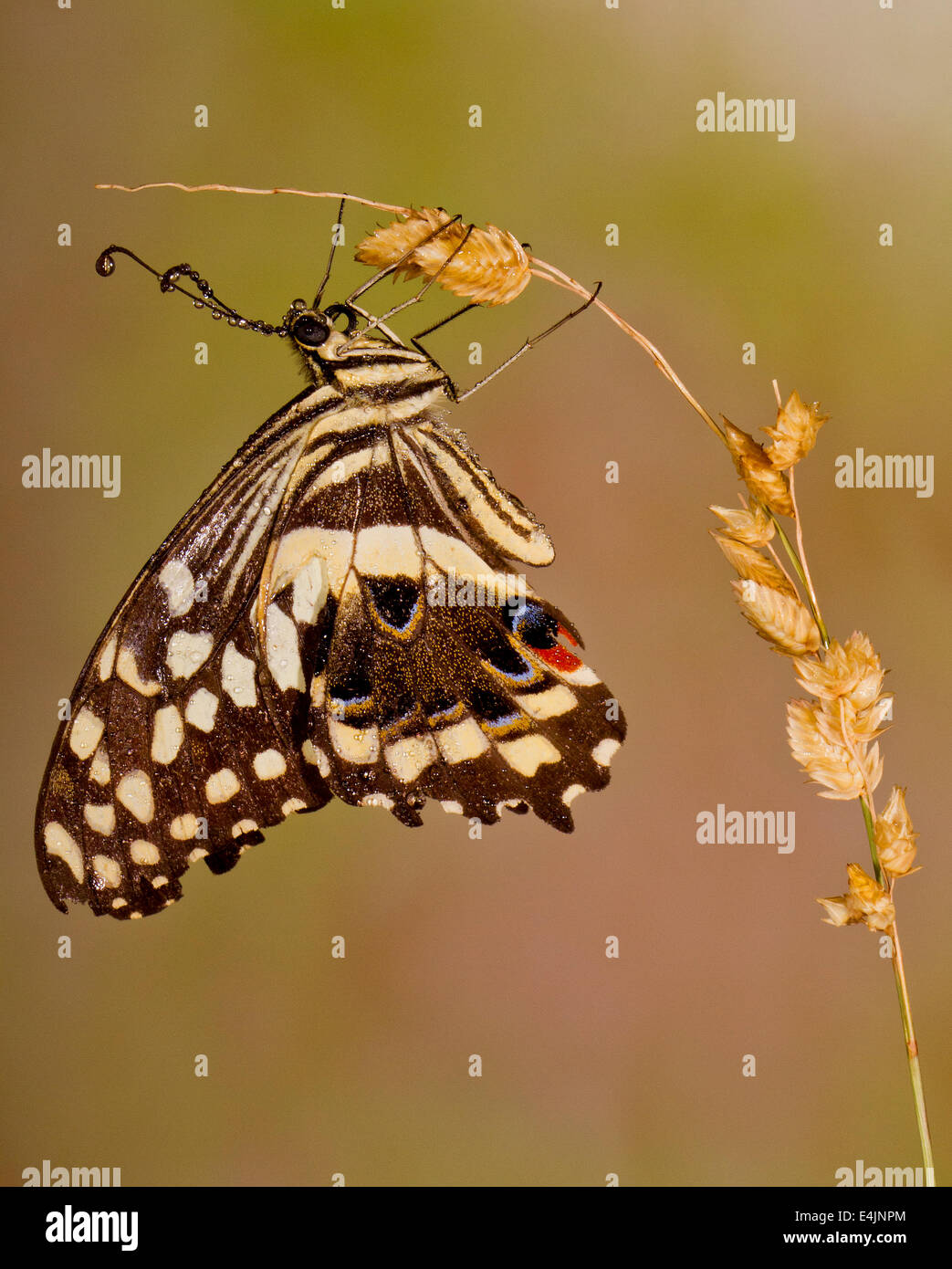 Raindrop butterfly hi-res stock photography and images - Alamy