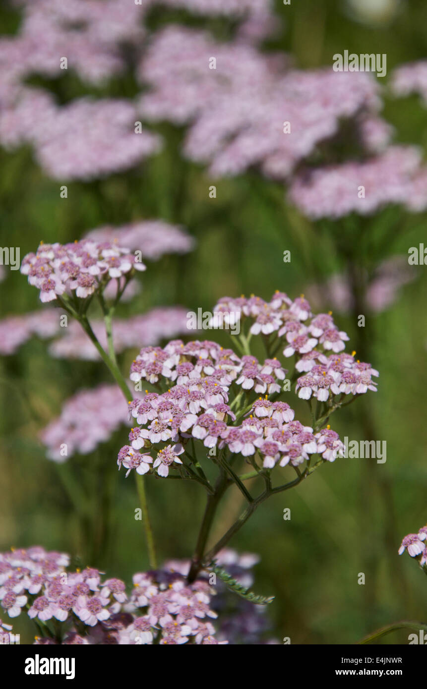 Achillea millefolium or common yarrow, pink flowering variety Stock ...