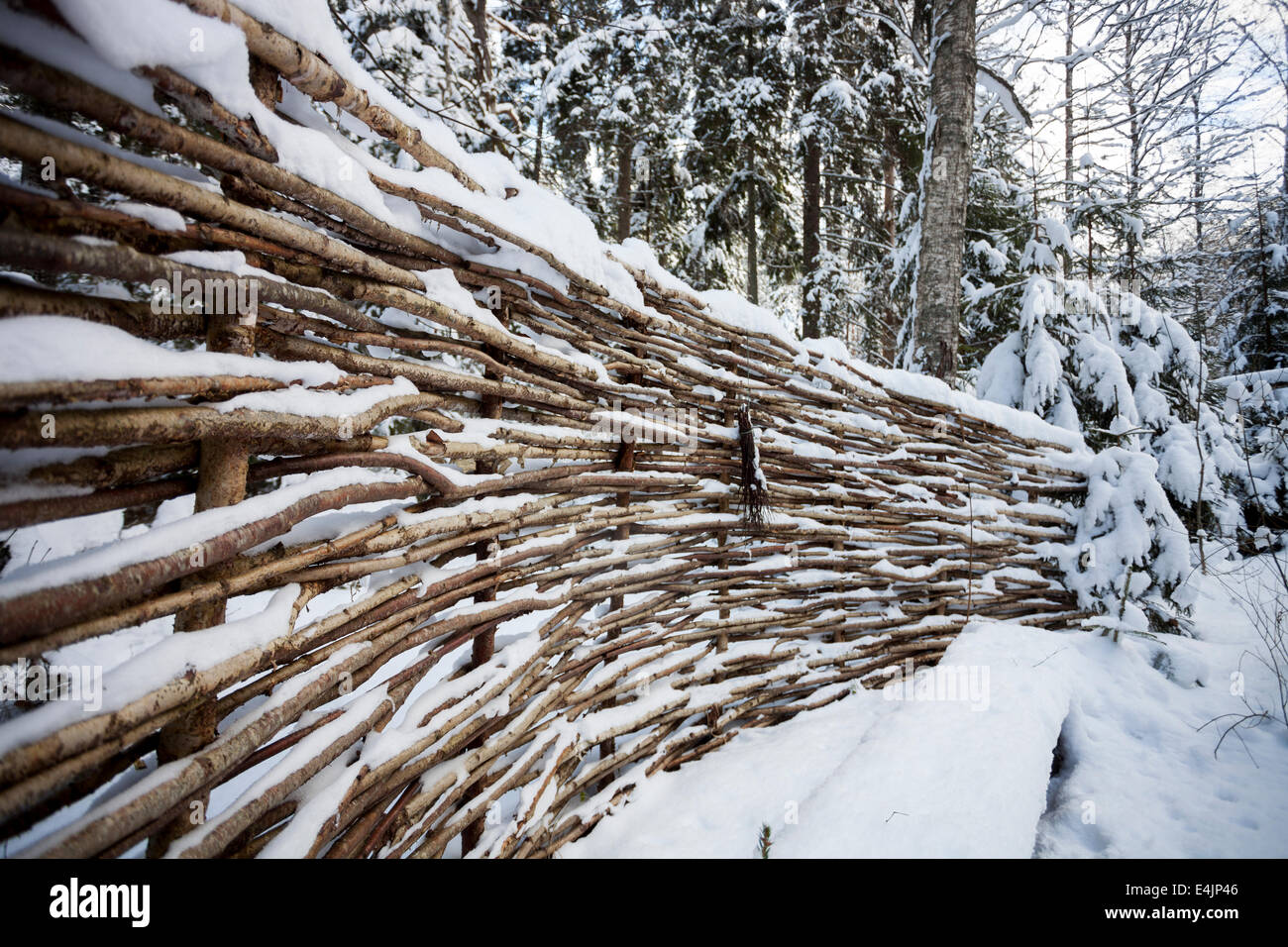 Snow covered Wattle fence in forest Stock Photo - Alamy