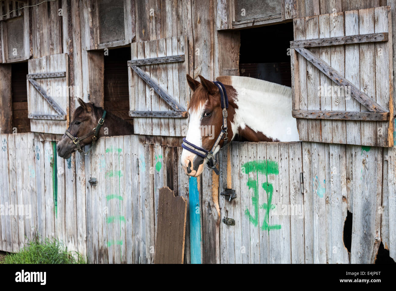 Two horses looking outside of the stable Stock Photo - Alamy