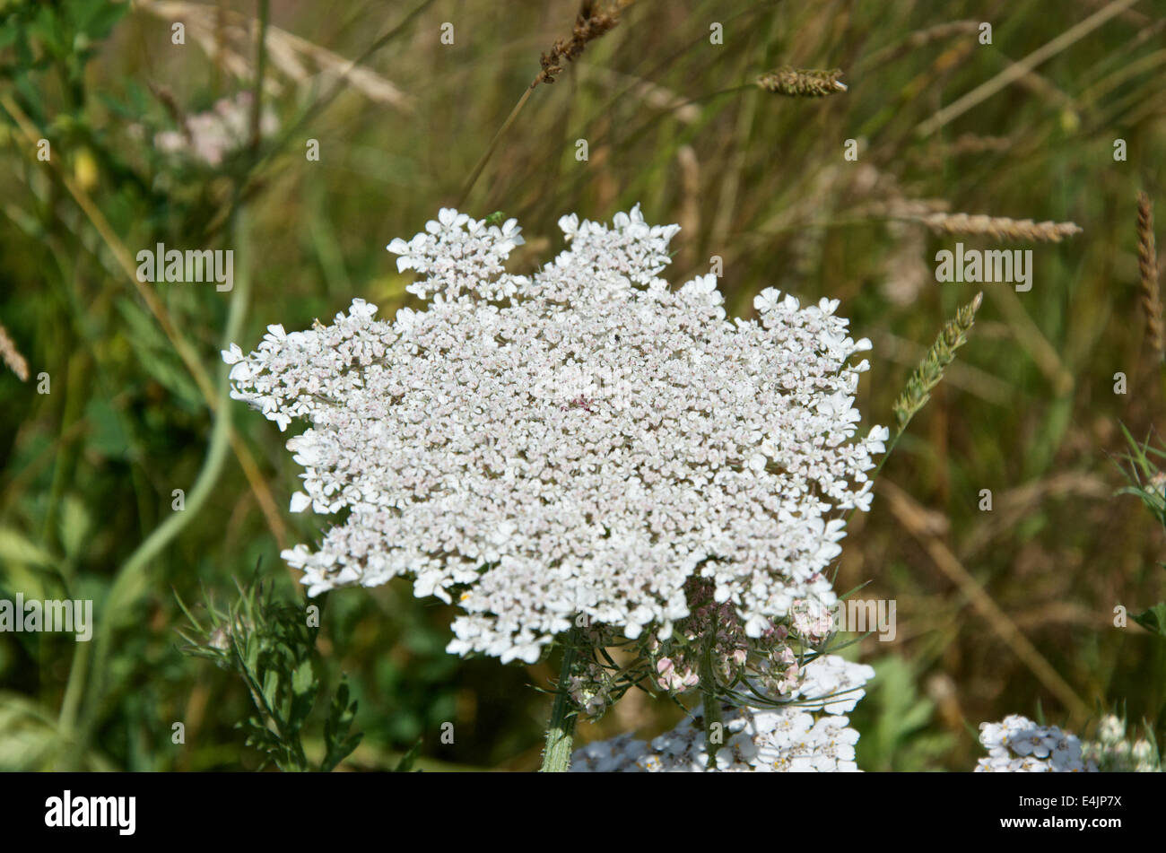 Daucus carota flower hi-res stock photography and images - Alamy