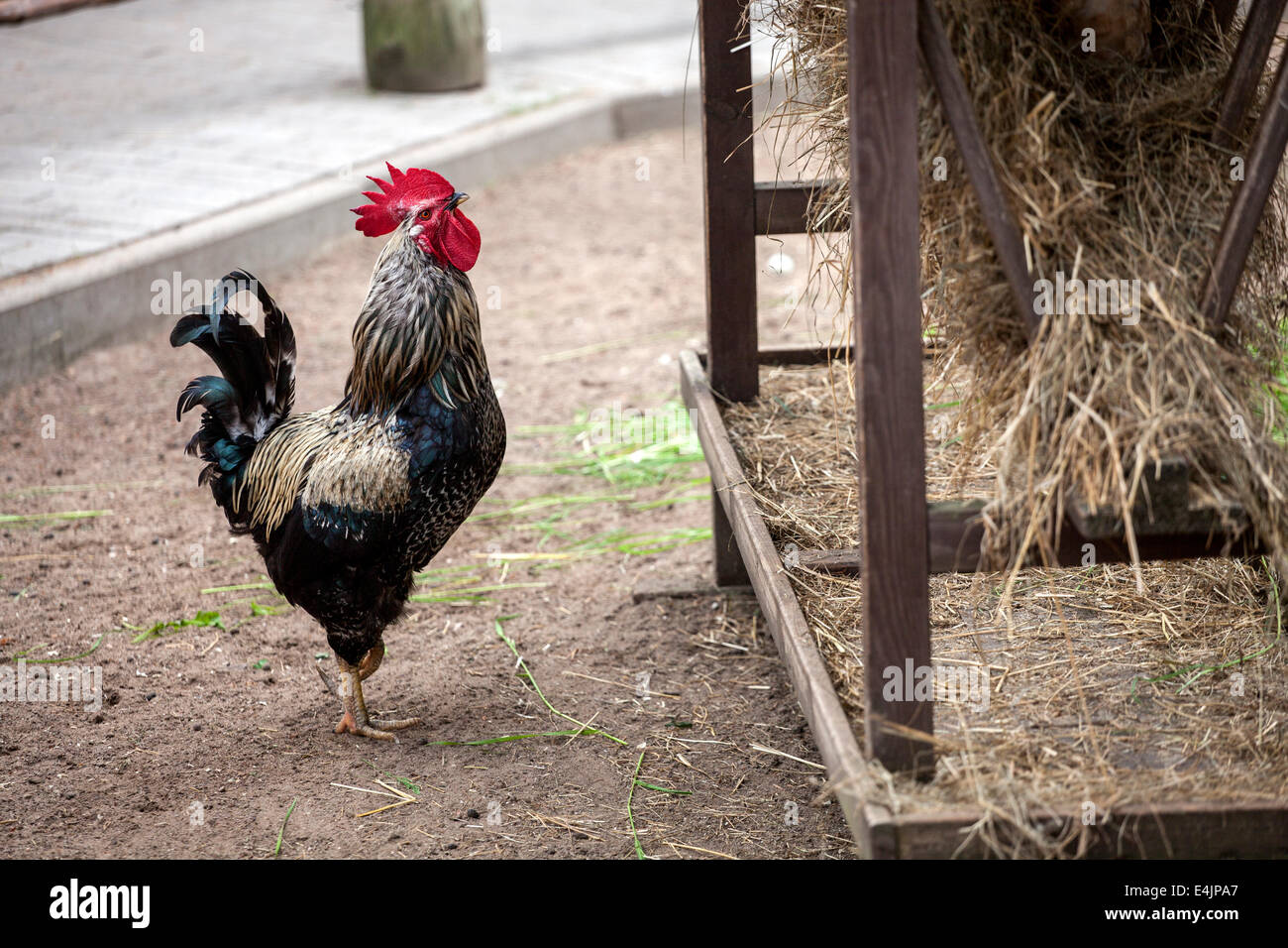 Rooster near hay storage in farm yard Stock Photo - Alamy
