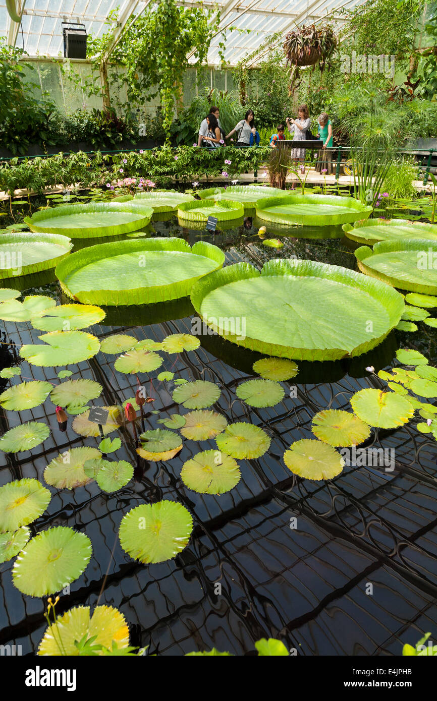 Lily ponds spring uk hi-res stock photography and images - Alamy