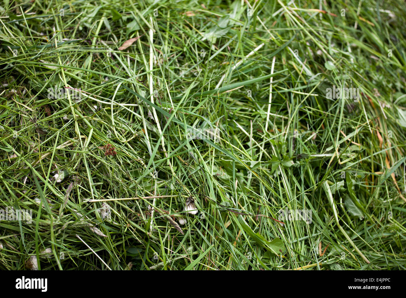 Fresh mown green grass or hay background texture Stock Photo - Alamy