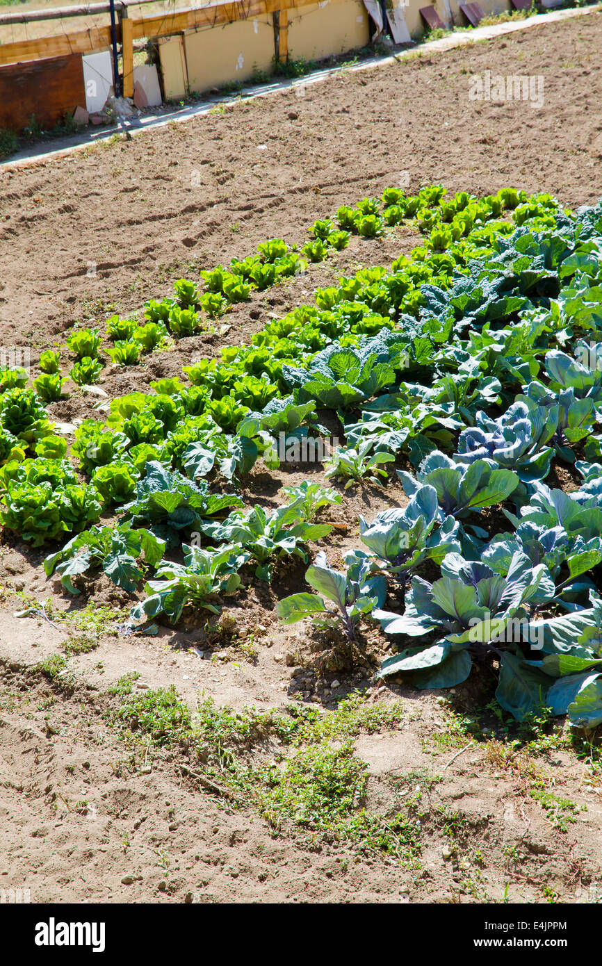Cultivated land in a rural landscape, Brihuega, Spain Stock Photo - Alamy