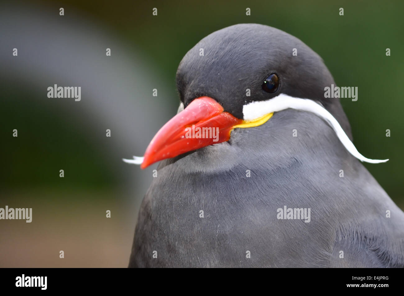 Inca tern habitat hi-res stock photography and images - Alamy
