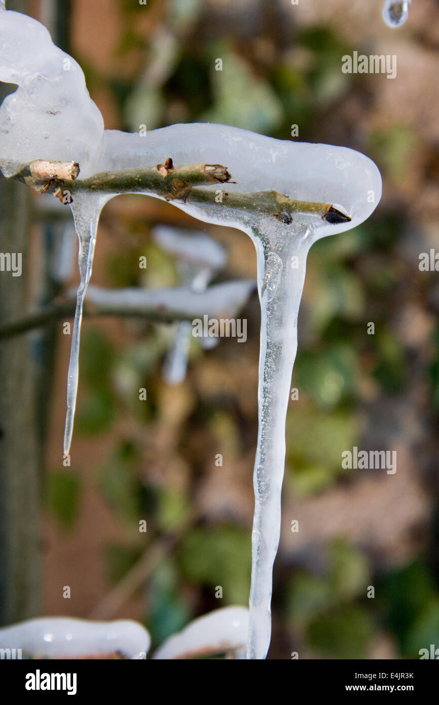 Icicles hanging from branches of a plant Stock Photo - Alamy