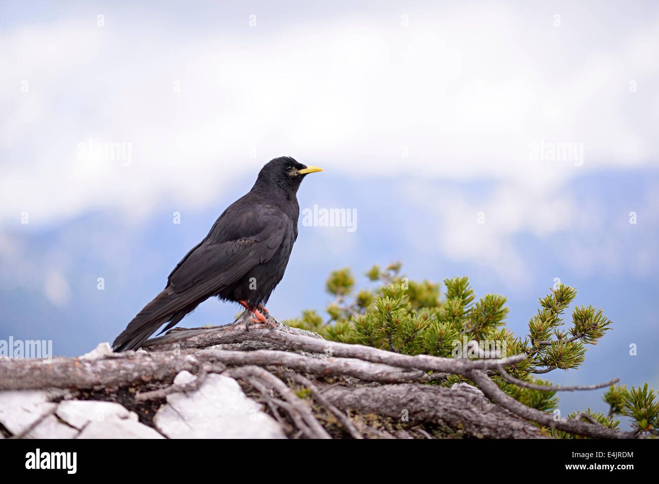 Alpine chough sitting on a branch Stock Photo - Alamy
