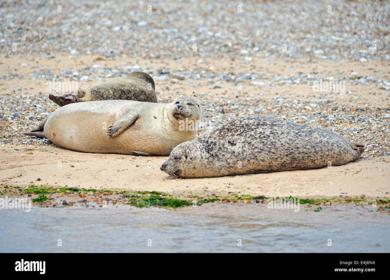 Seals at Blakeney Point North Norfolk Stock Photo - Alamy