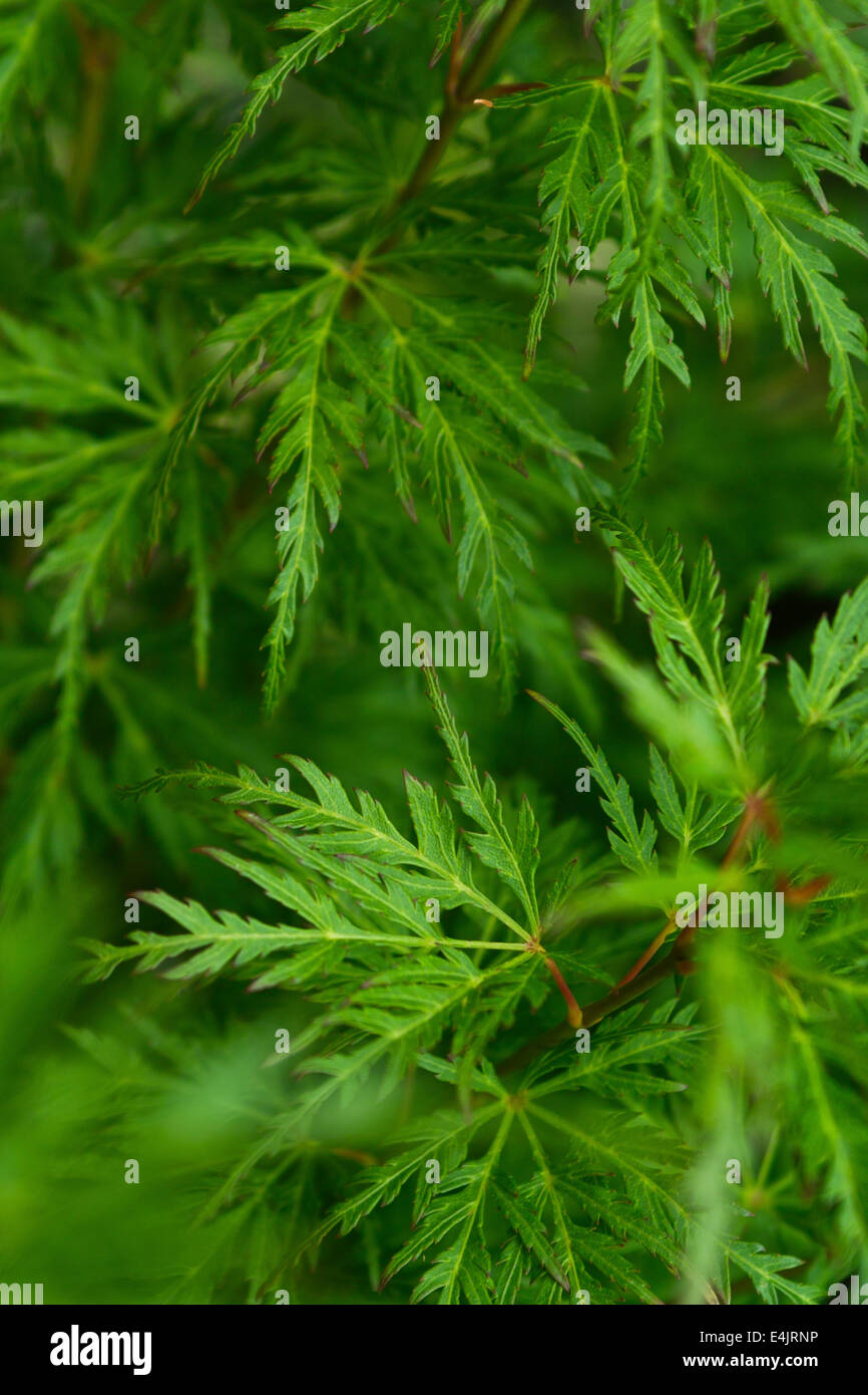 Japanese maple tree, acer palmatum "Seiryu", from the dissectum group ...