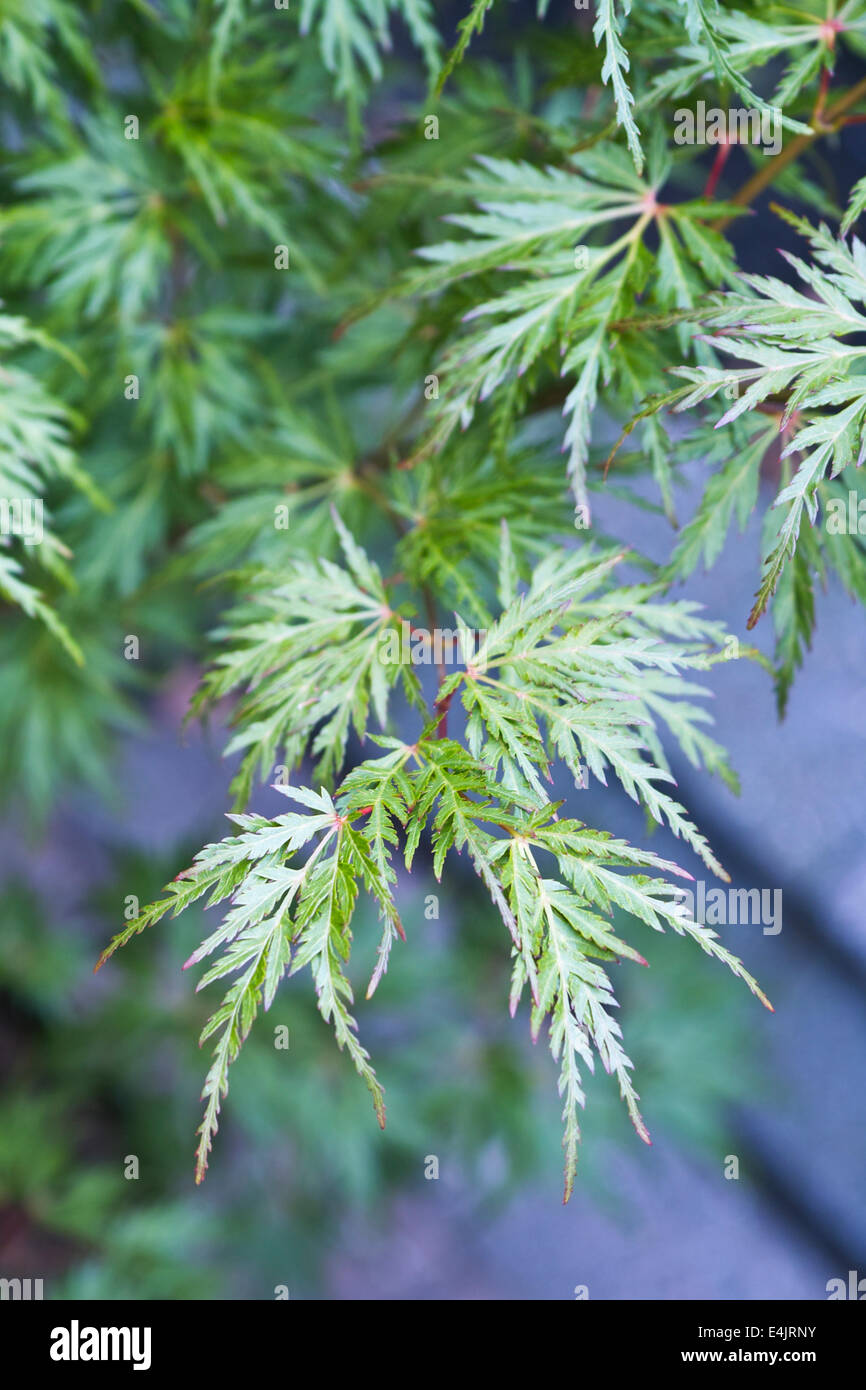 Japanese maple tree, acer palmatum "Seiryu", from the dissectum group ...