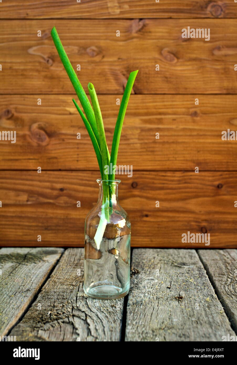 Fresh green spring onions in vintage bottle Stock Photo - Alamy