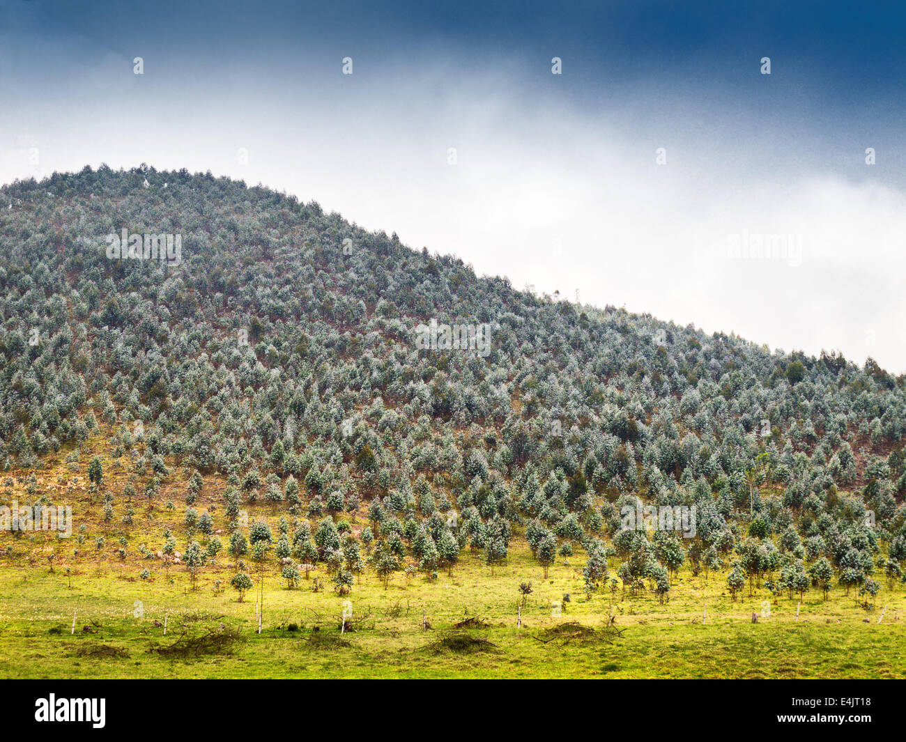 Hill and trees hi-res stock photography and images - Alamy