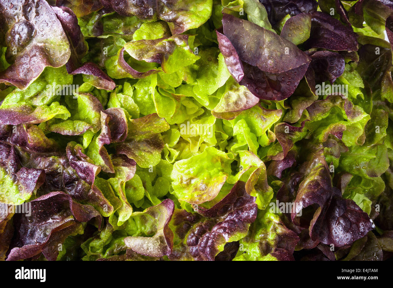 Mixed lettuce leaves Stock Photo - Alamy