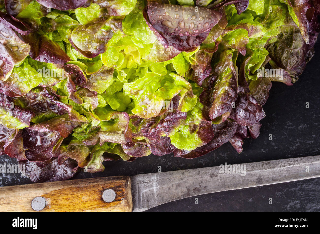 Mixed lettuce leaves Stock Photo - Alamy